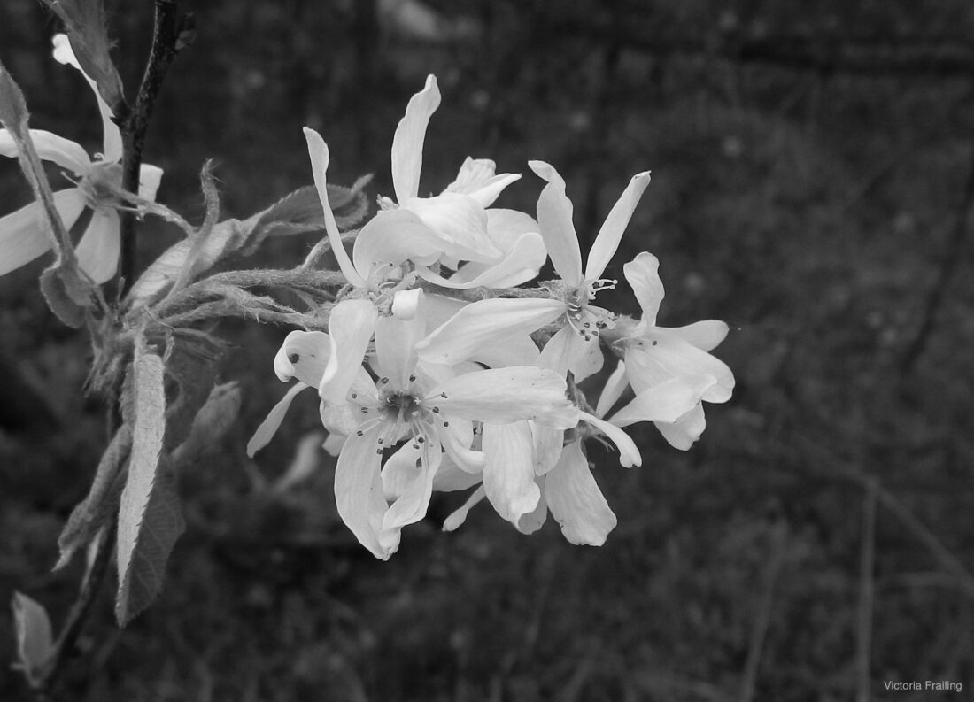 Nature’s beauty seen | News, Sports, Jobs - The Mining Journal